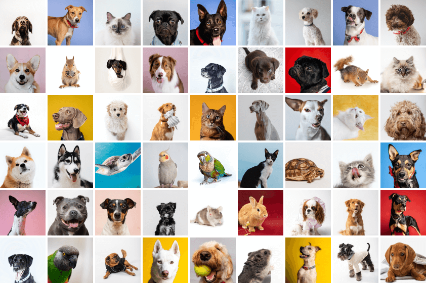 TGM Global Pet Care Survey 2023 | Consumer Behavior in Pet Care