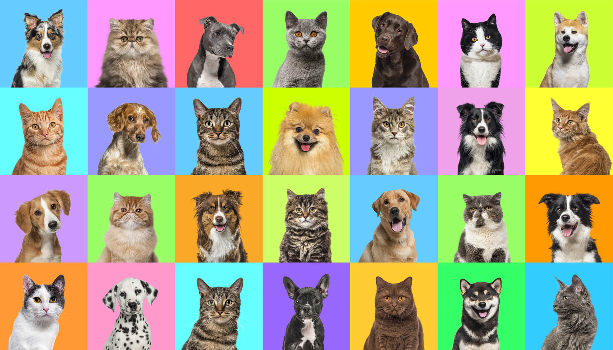Global Pet Care Trends 2024: Insights for Businesses and Brands