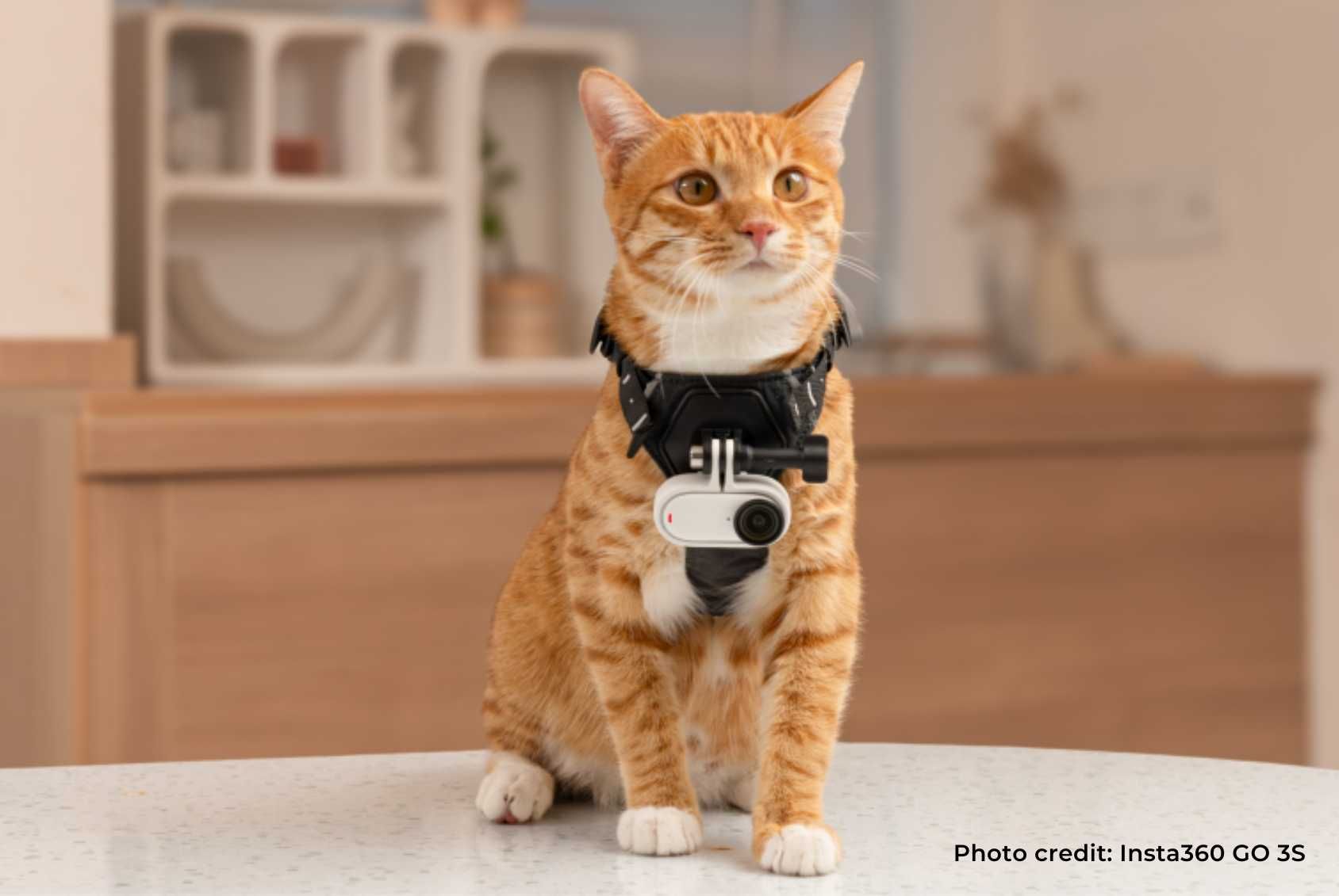 Insights on Pet Owners in India | TGM Pet Care Survey 2024