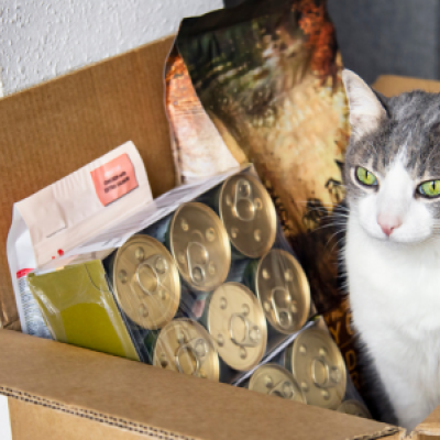 Global Pet Care Trends 2024: Insights for Businesses and Brands