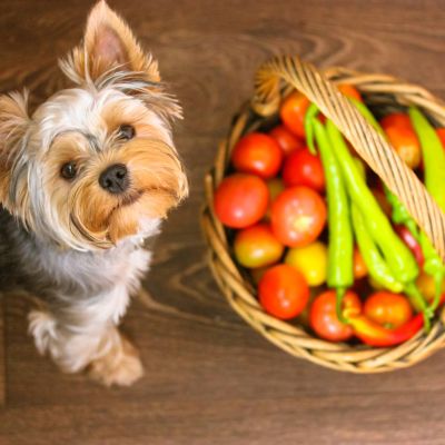 Global Pet Care Trends 2024: Insights for Businesses and Brands