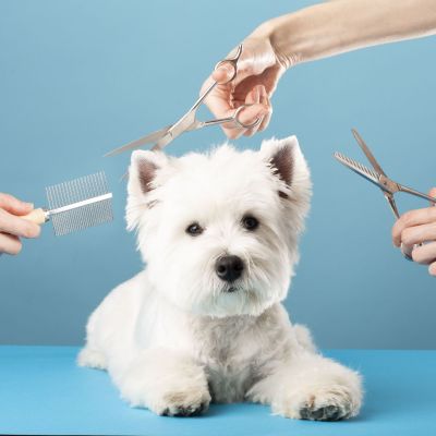 Global Pet Care Trends 2024: Insights for Businesses and Brands